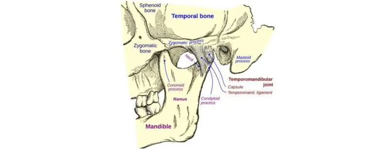 Enfermedades de la articulación temporo mandibular (ATM) - Dentisalut